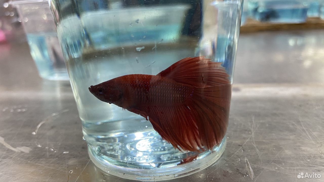 Петушок супердельта красный прекрасный