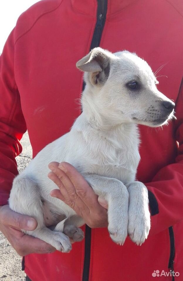 Метис Пинчера щенок в добрые руки