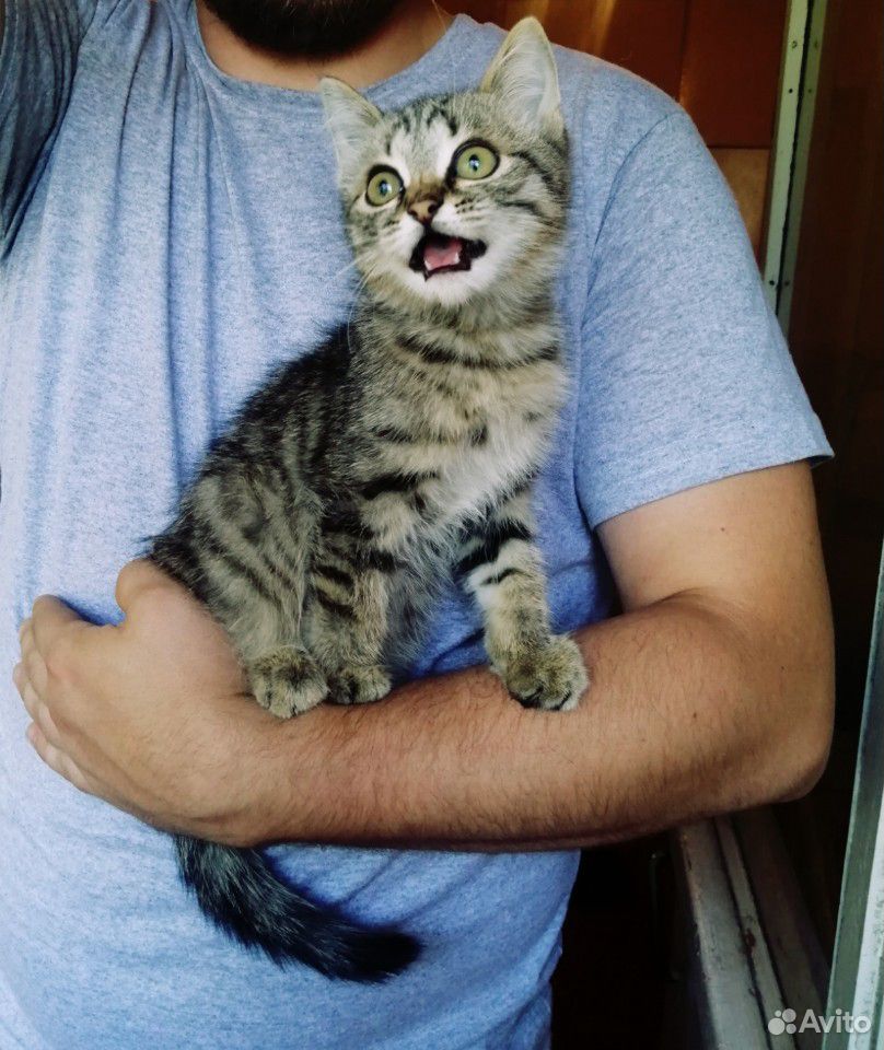Кошка