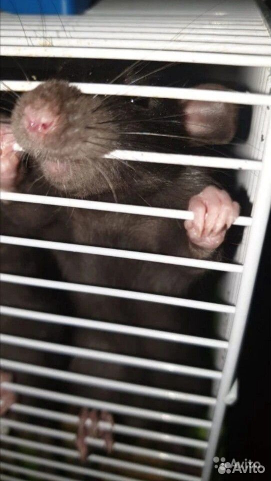 Крыса дамбо