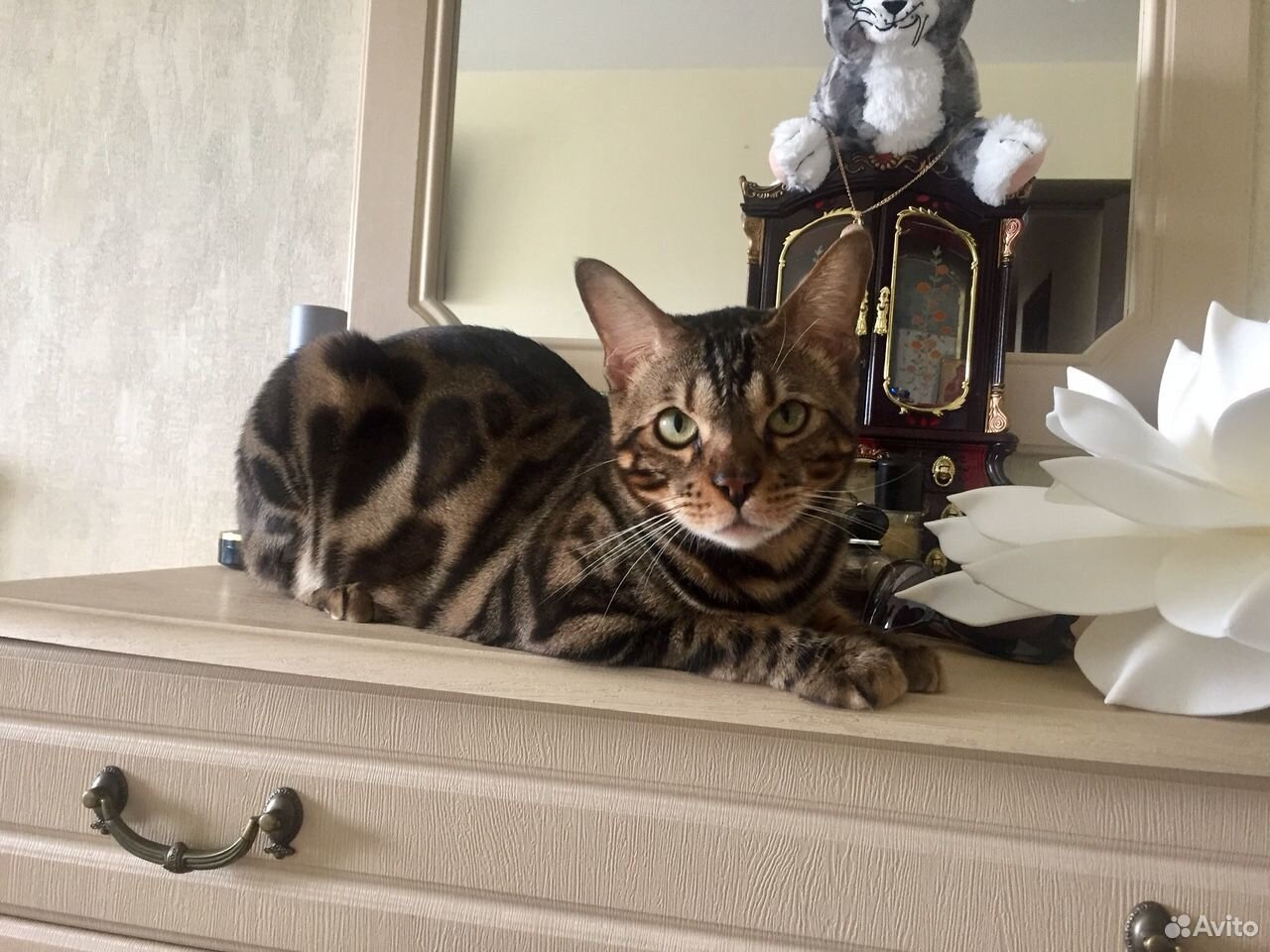 Котик бенгальской породы