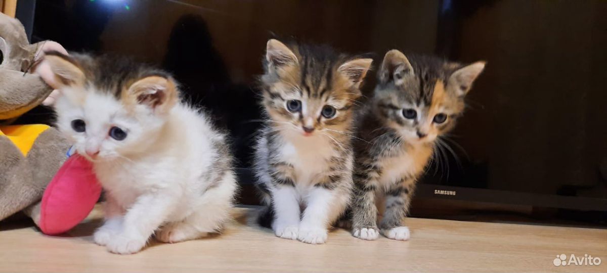 Котята на любой вкус