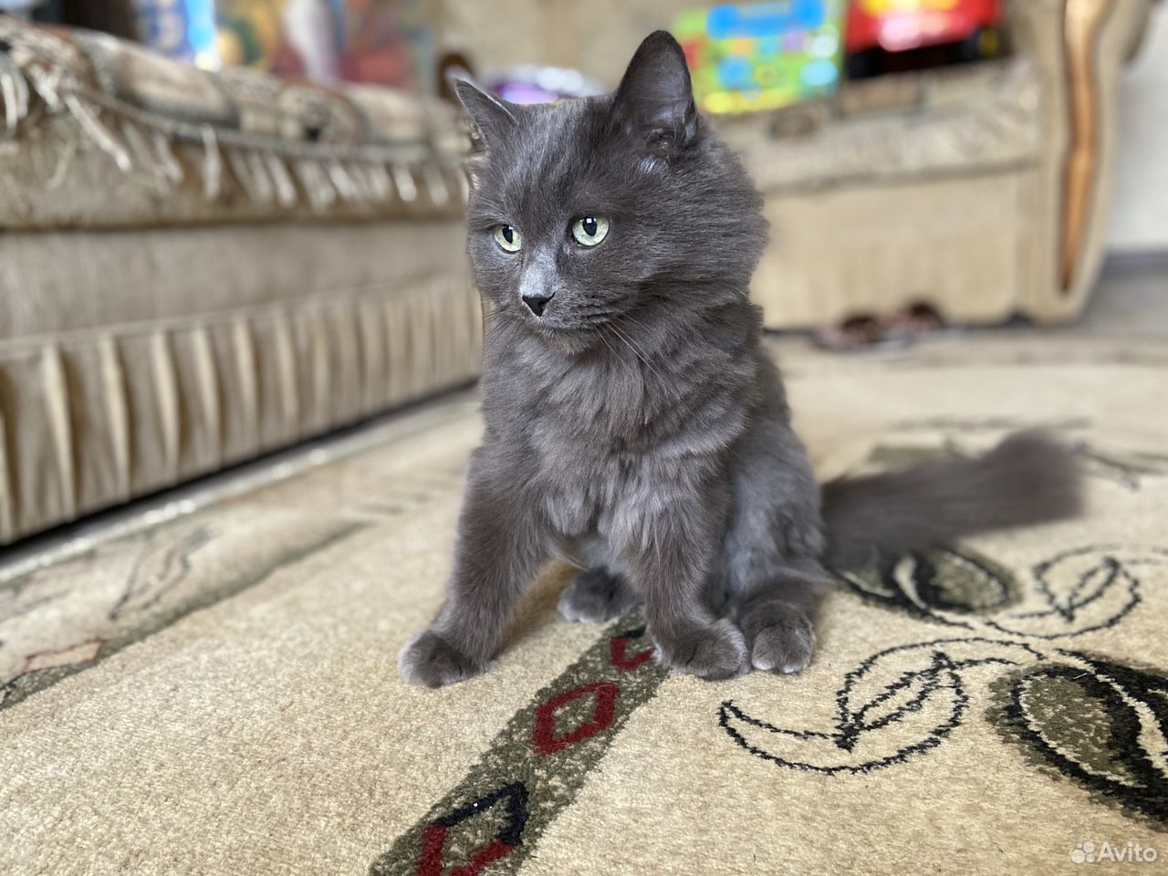 Котик Барисик