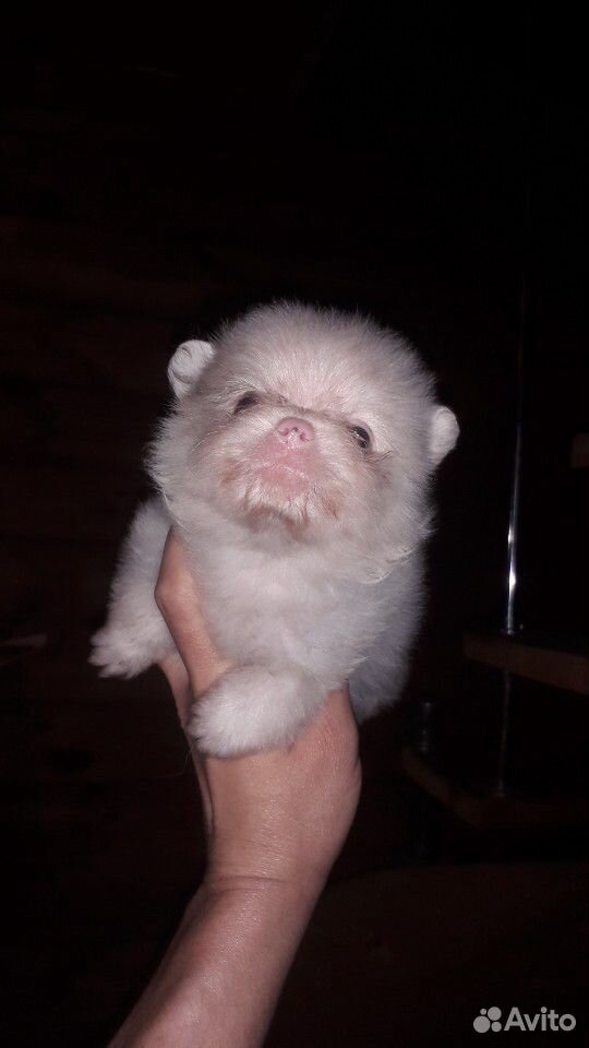 Померанский шпиц голубоглазый блондин ушки мерле