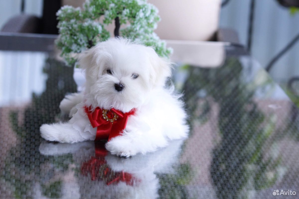 Кукольная девочка