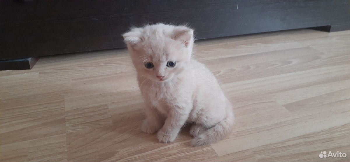 Котёнок вислаухий