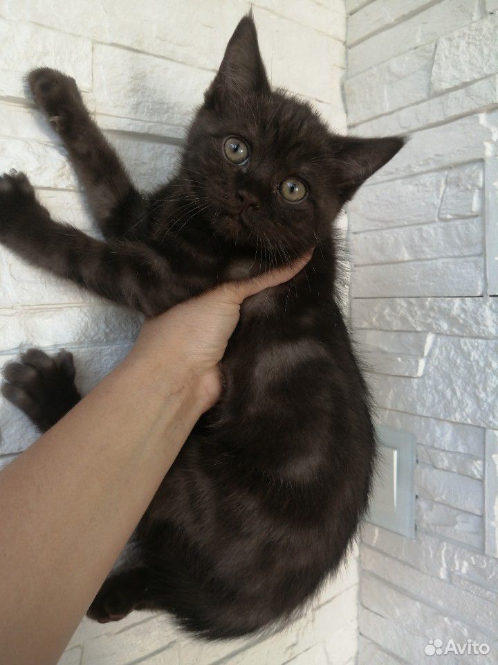 Котенок мальчик