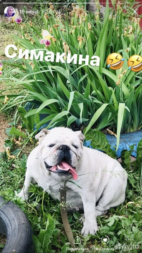 Английский бульдог