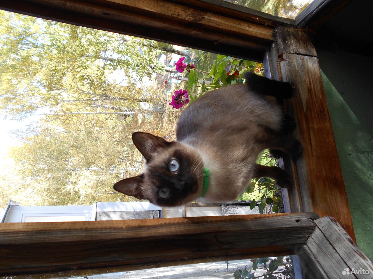 Котята сиамские возраст 2 месяца