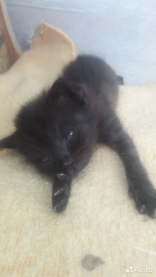 Кошка
