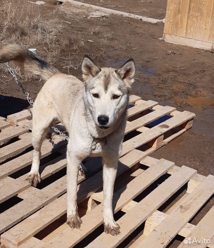 Якутская Лайка в дар для охраны