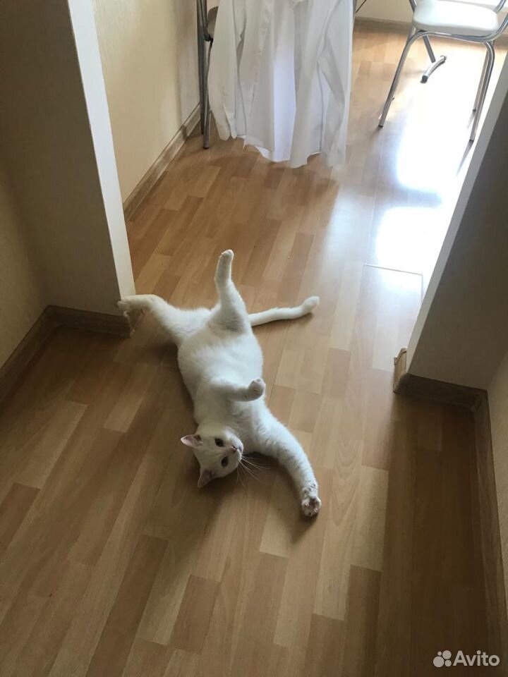 Беляшик в добрые ручки