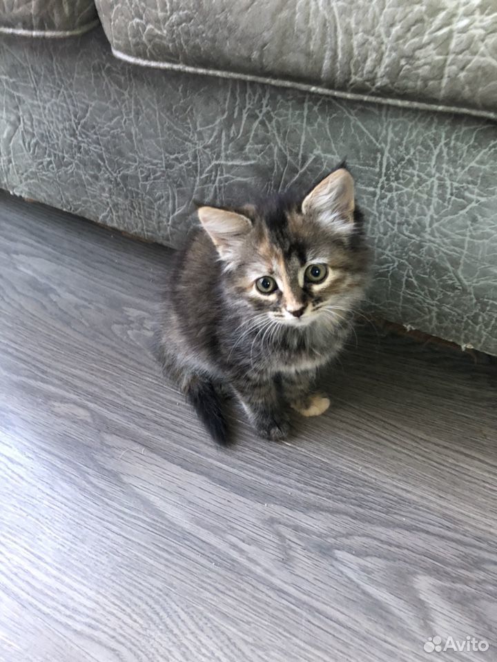 Крошка малышка котёнок