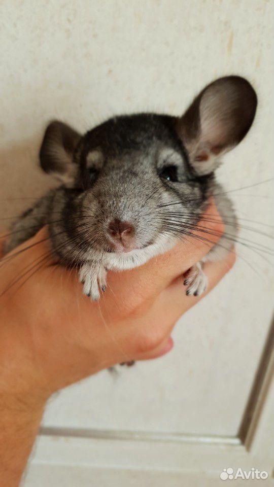 Шиншилла
