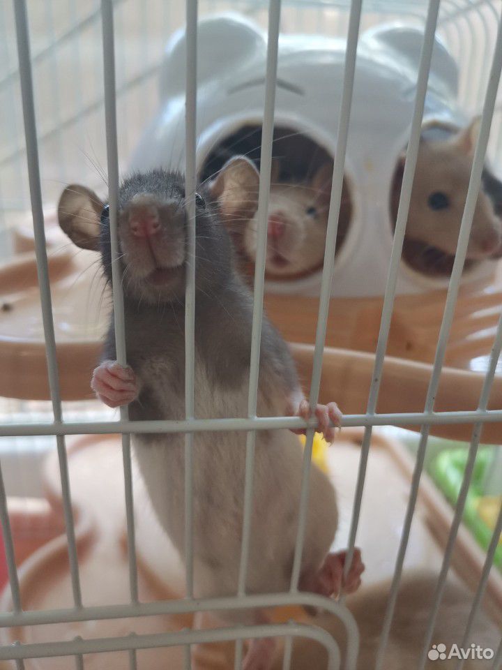 Крыса Дамбо