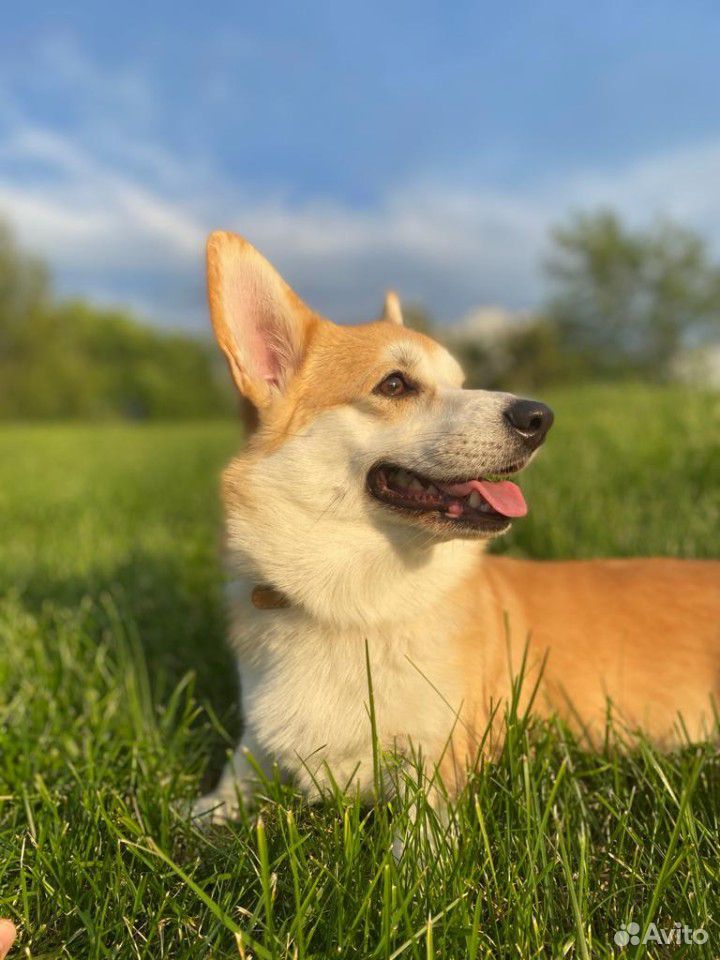 Вельш-корги