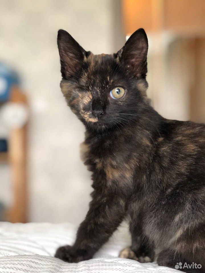 Мурочка в дар