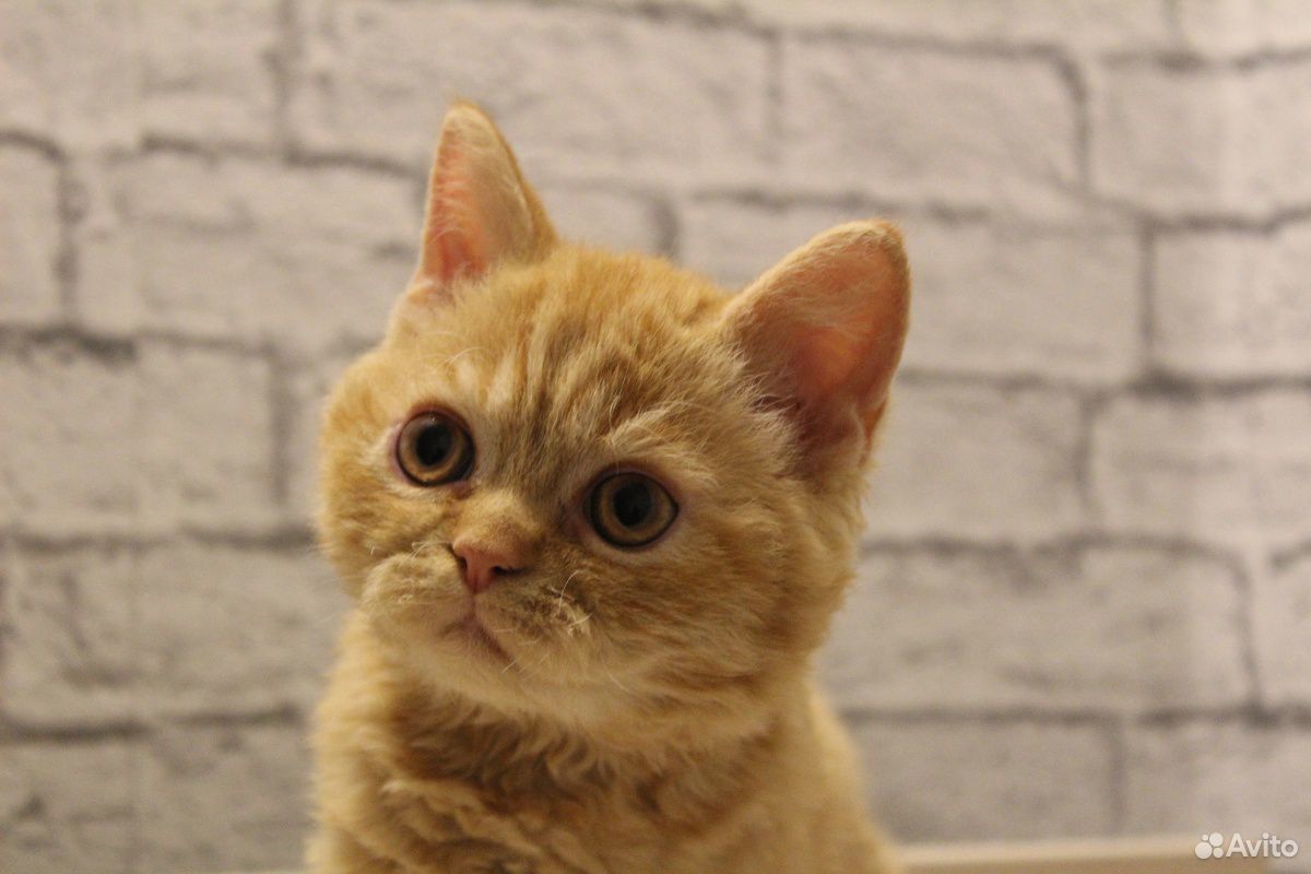 Селкирк-рекс