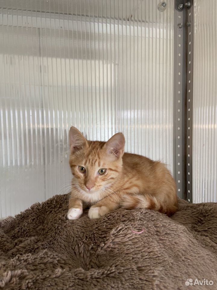 Обонятельный Рыжик в дар