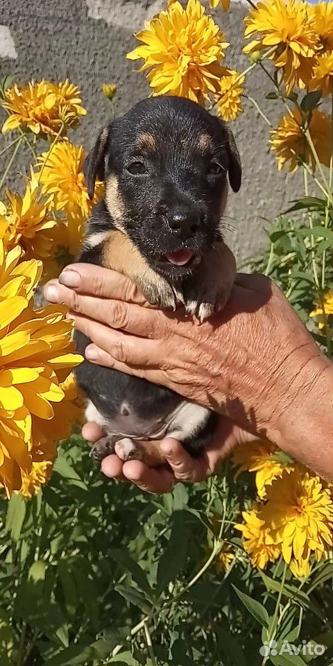 Щеночек - малышочек в добрые руки
