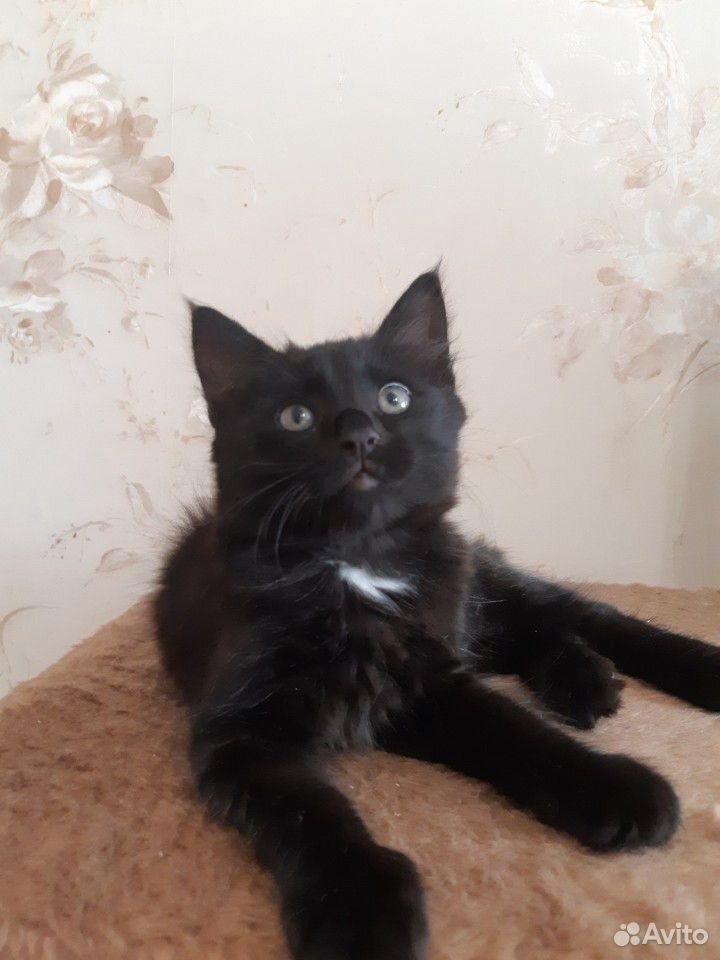 Черный котенок