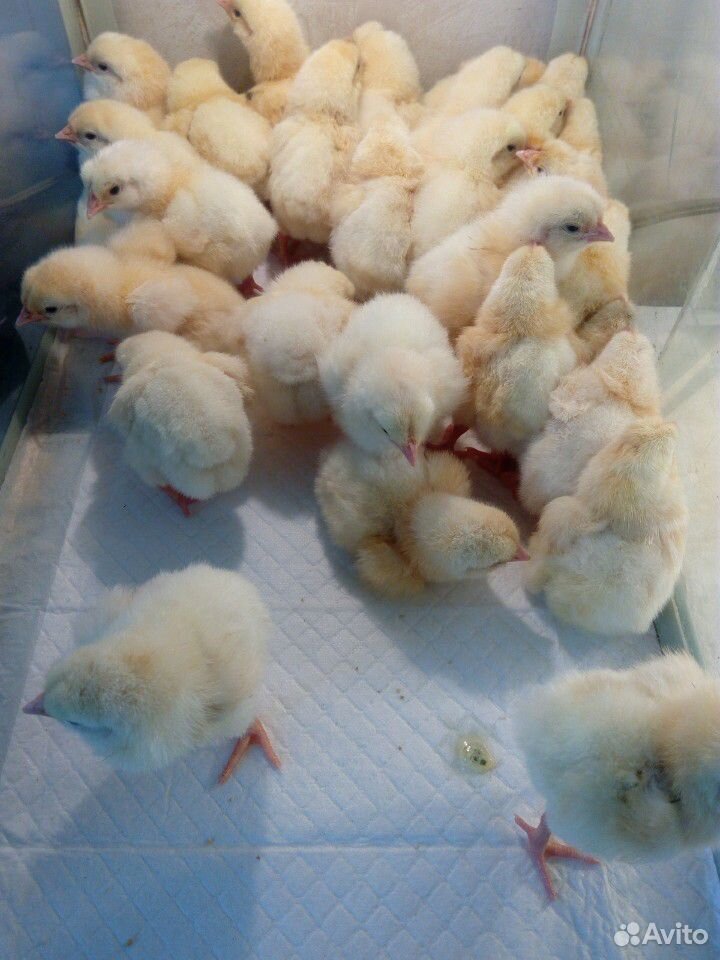 Цыпленок кобб 700