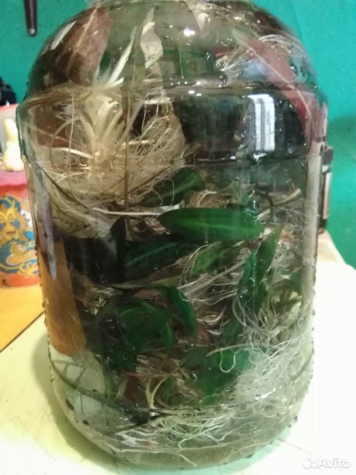 Криптокорина