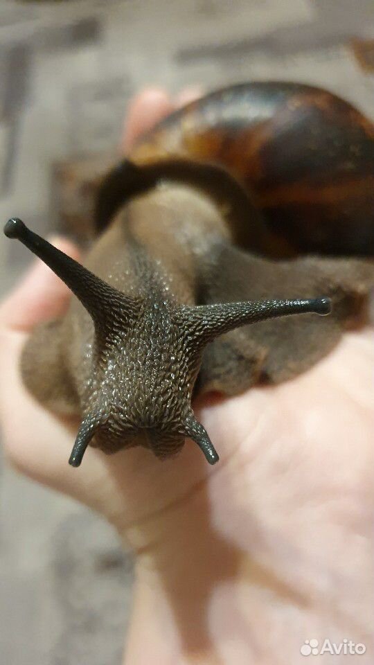 Архахатина овум