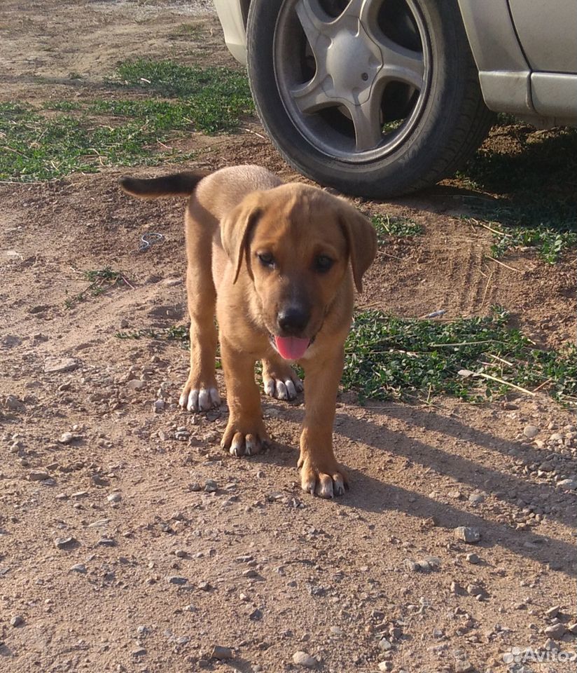 Щенки в добрые руки