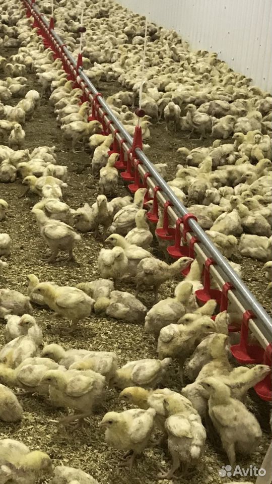 Подрощенные бройлеры