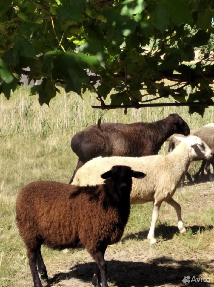 Ярки романовской породы