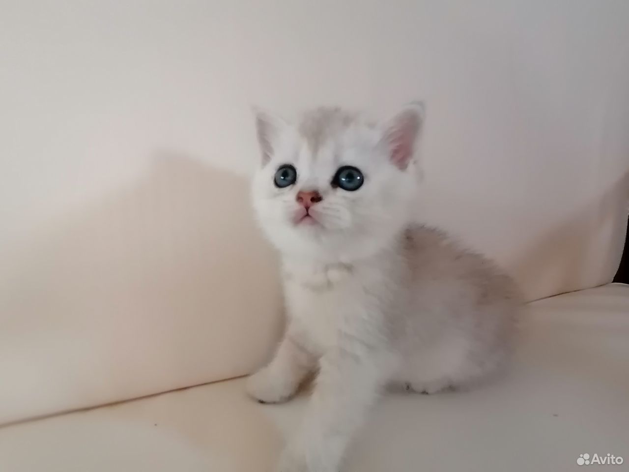 Котята британской серебристой шиншиллы