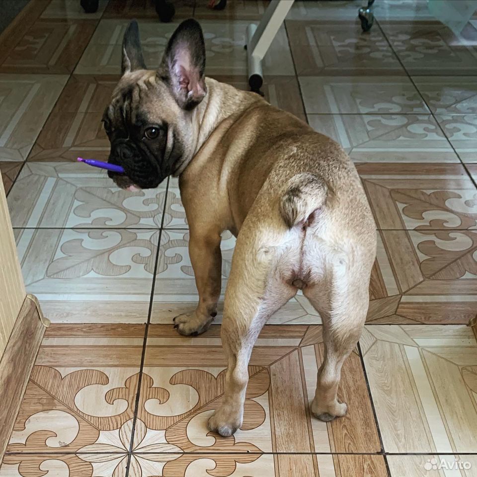 Французский бульдог девочка стерилизованная 8мес