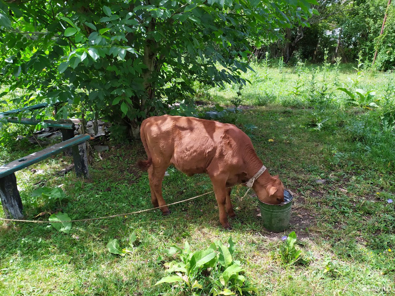 Телка, бычок и телка