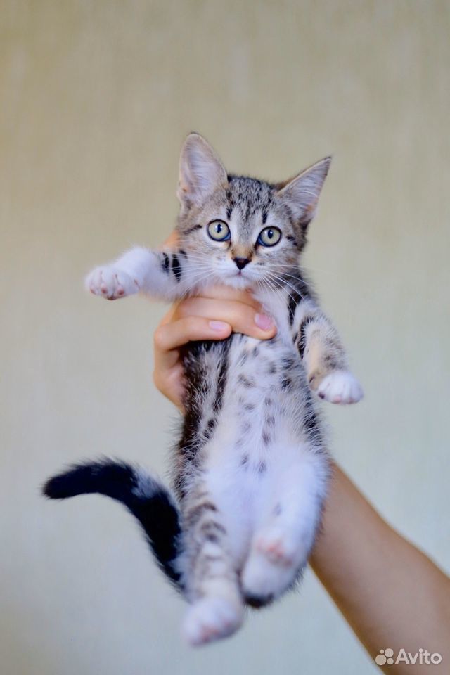 Котёнок Безумно красивый