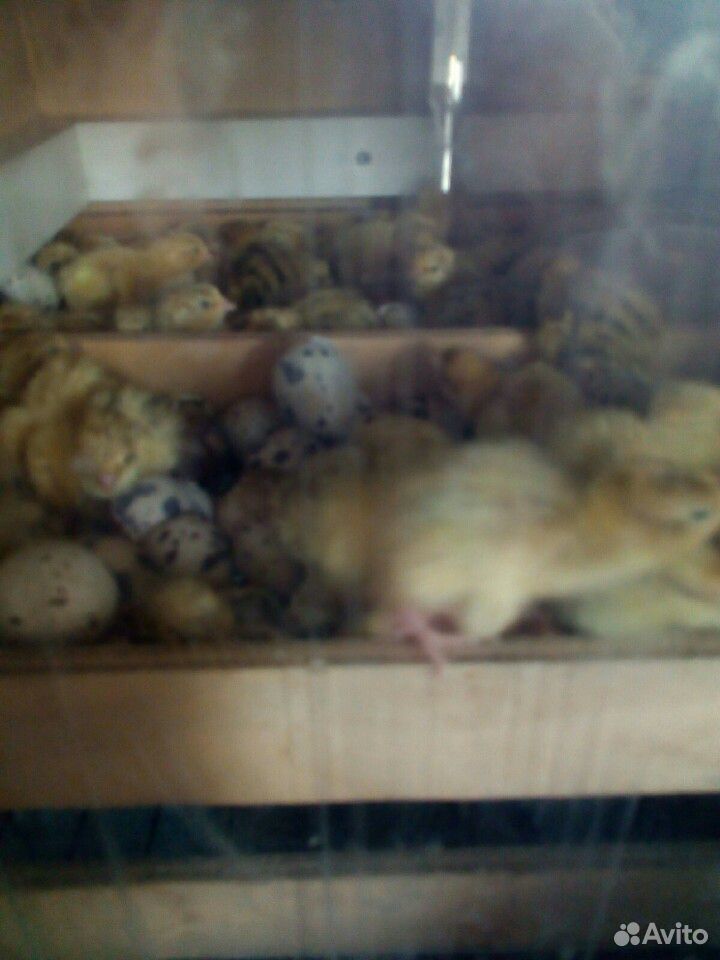 Перепел