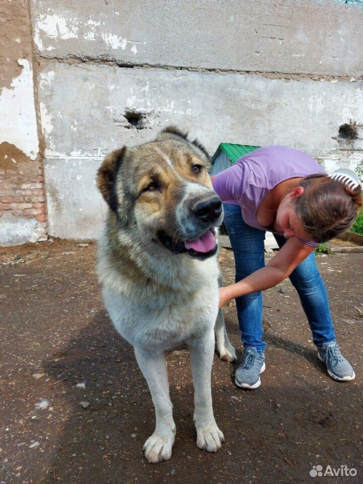 Алабай кобель