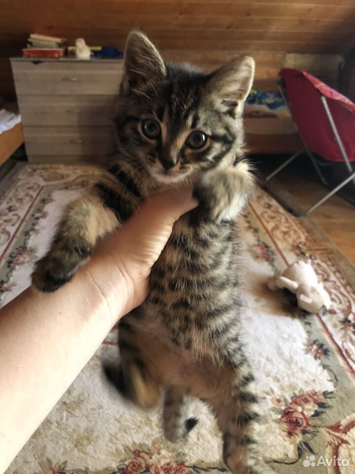 Котенок-тигрёнок