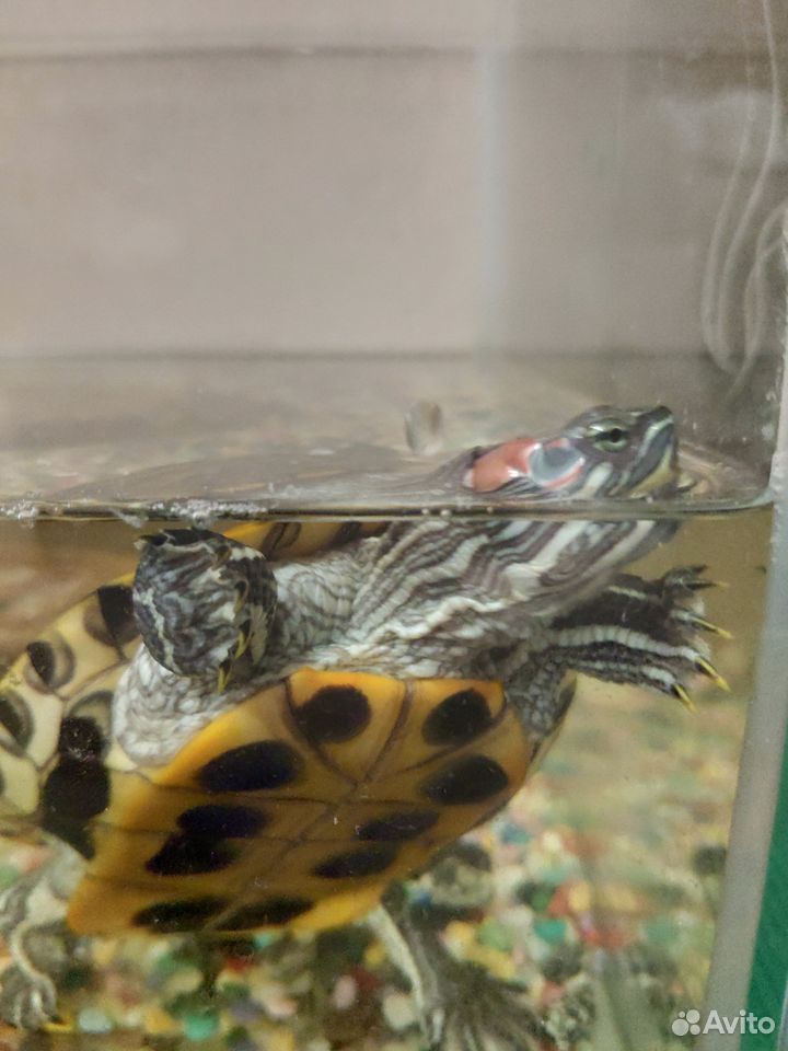 Красноухая черепаха с аквариумом и декором