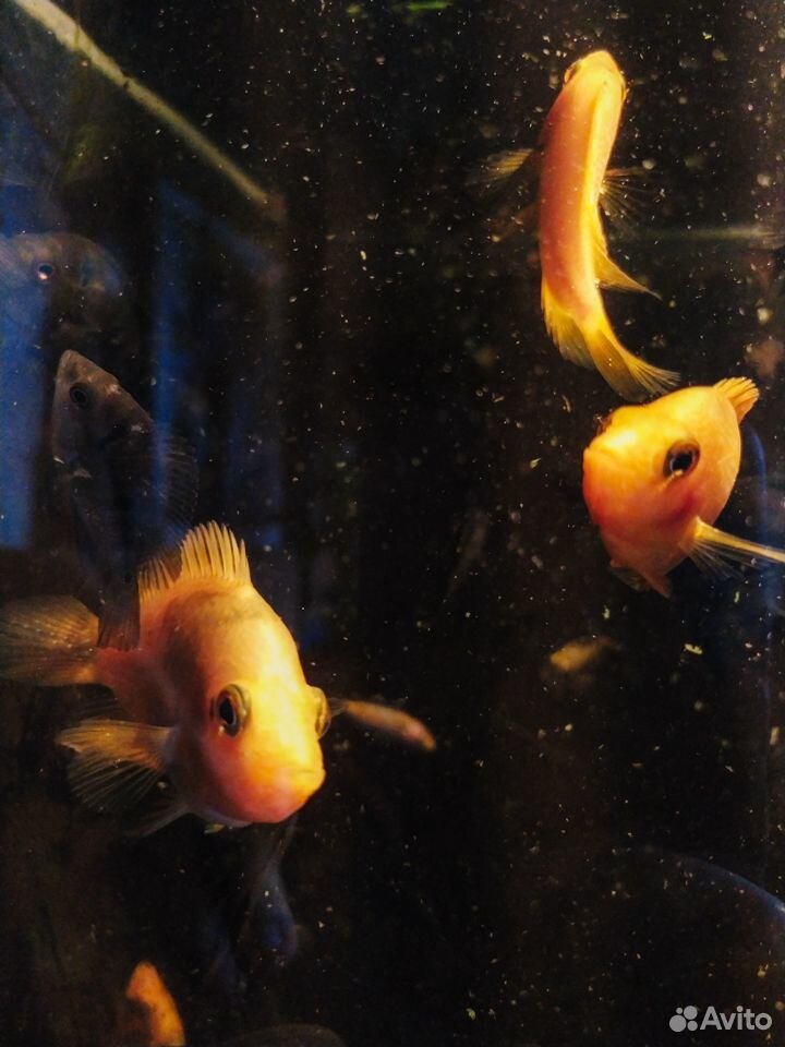 Отдам цихлид