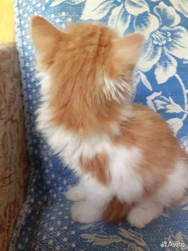 Котенок с сердечком