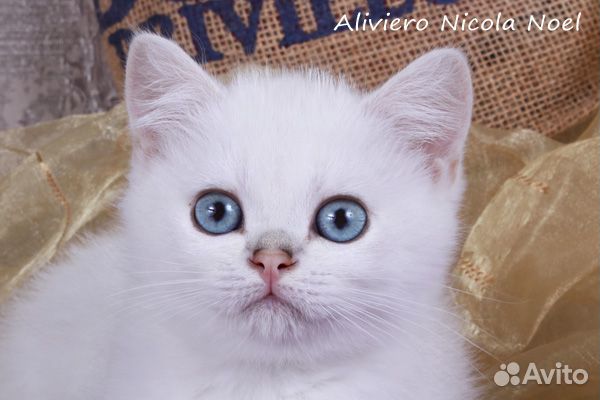 Британский мальчик шиншилла с синими глазками