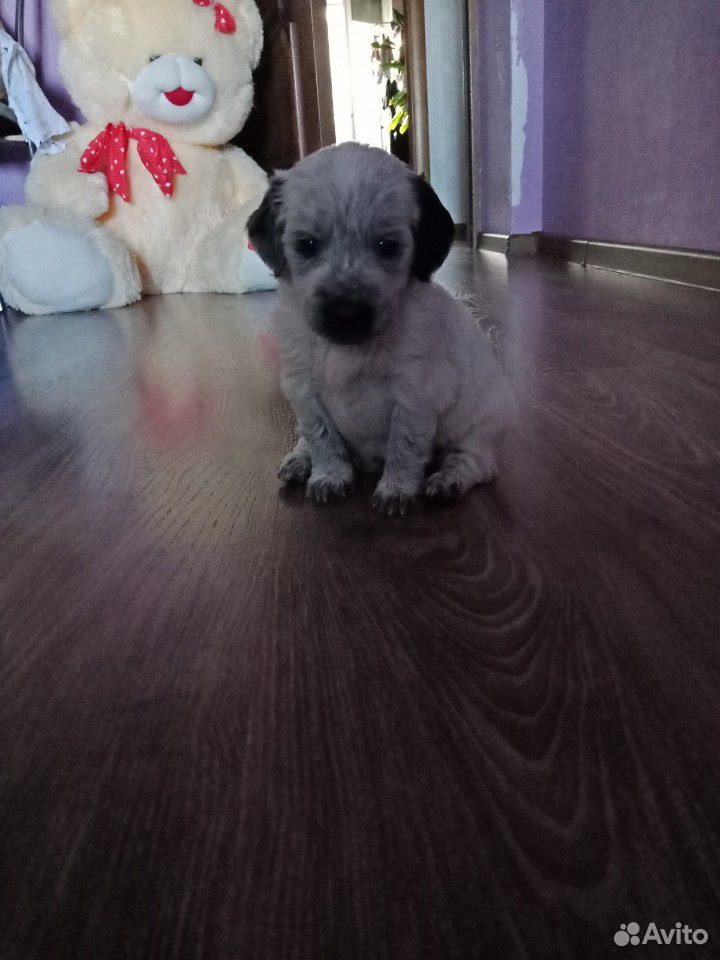 Щенок русского спаниеля