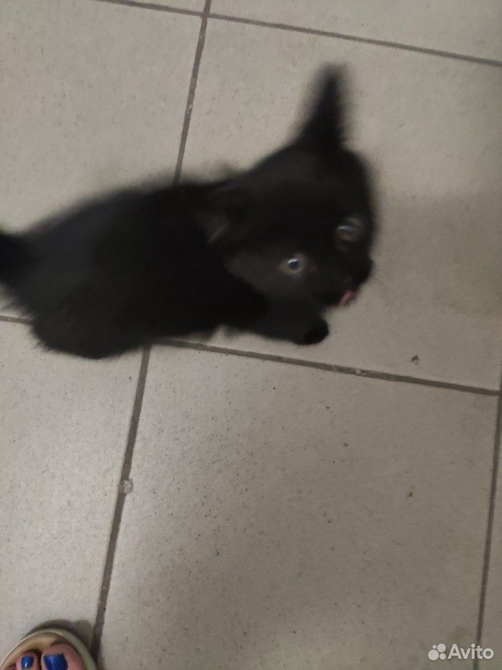 Кошка