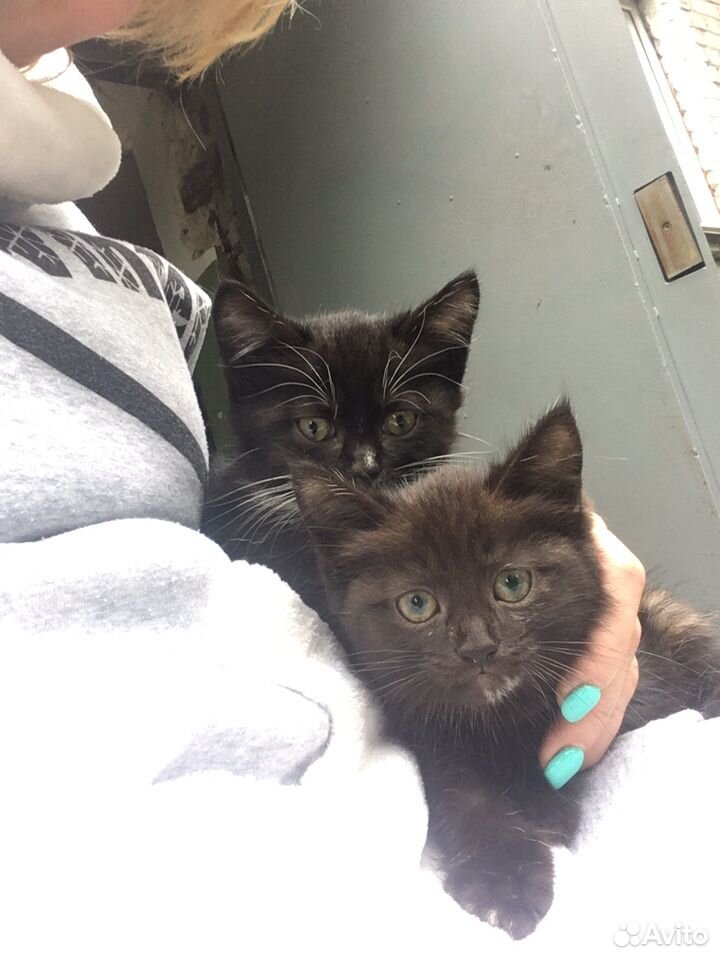 Котята кошечки