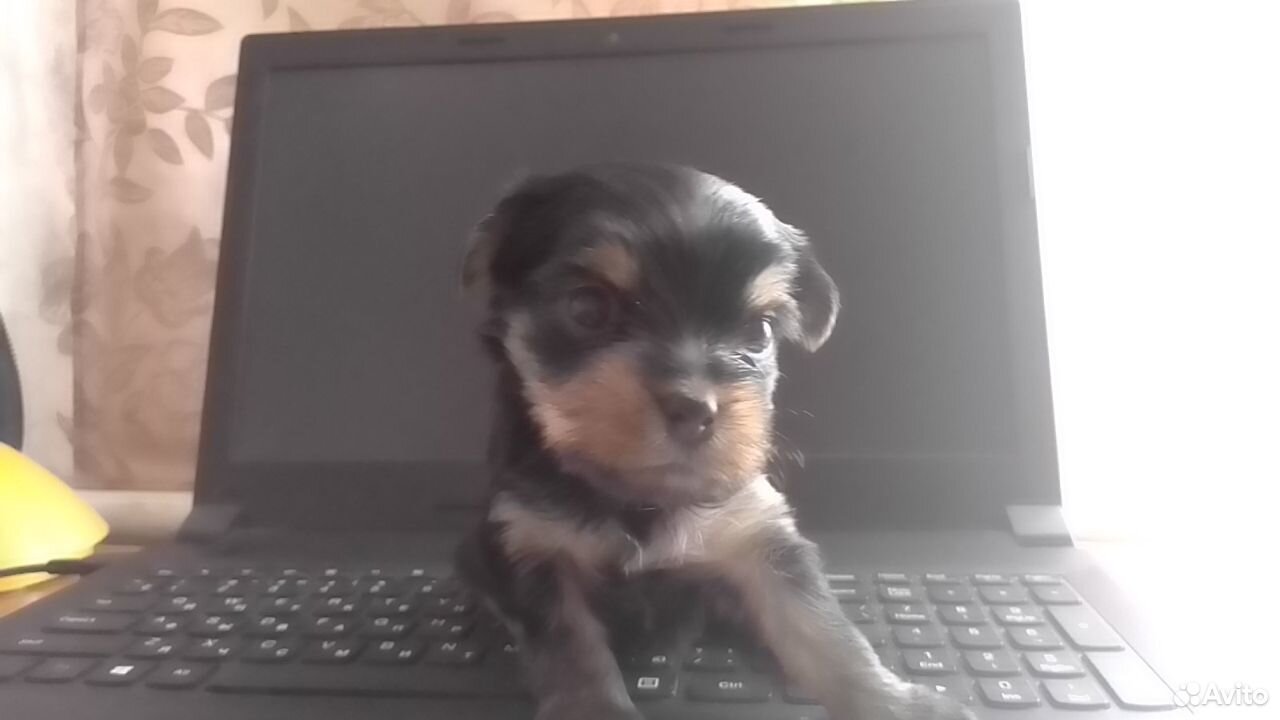 Продам щенков йоркширский терьер