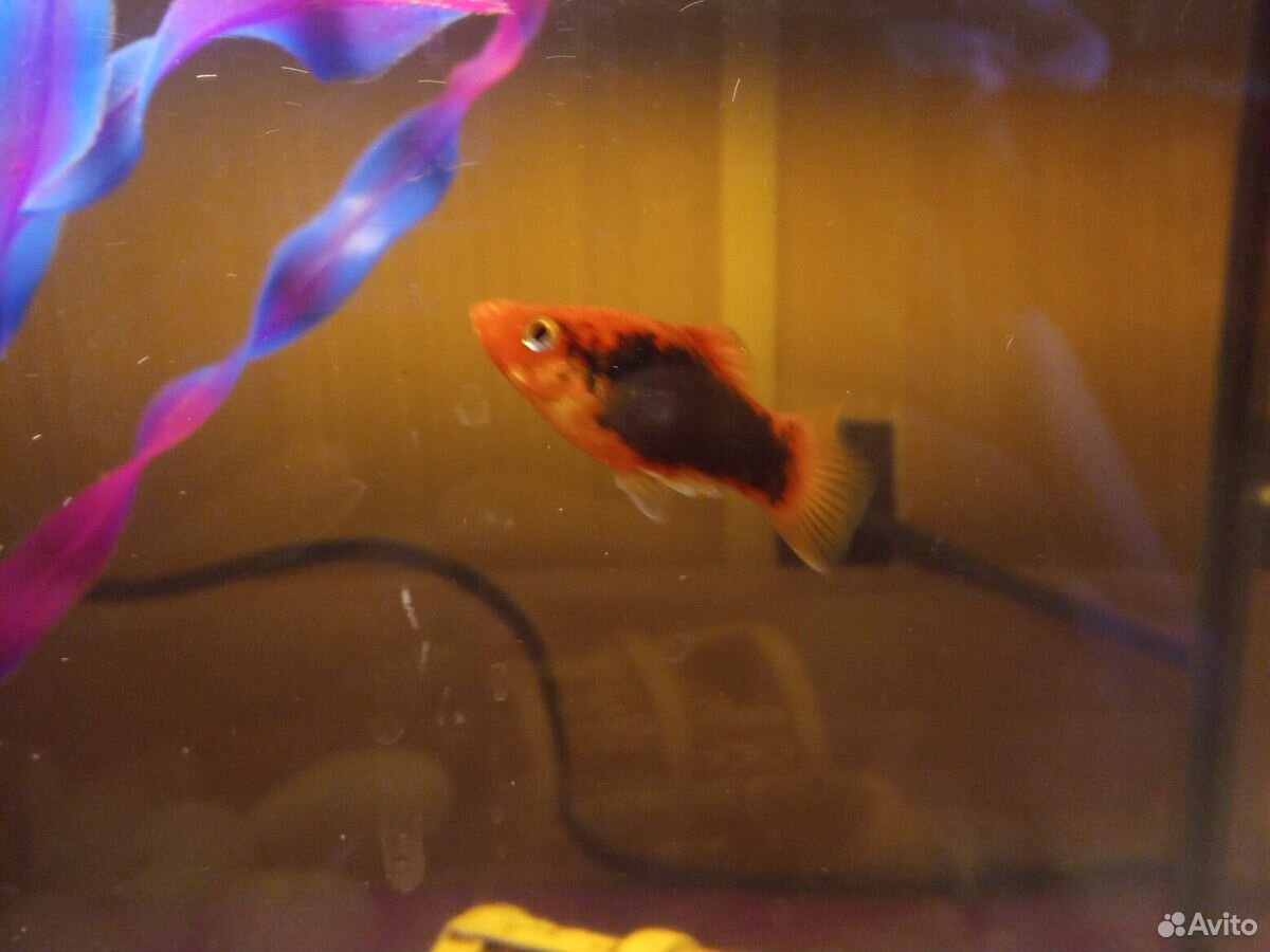 Пицилия мальки