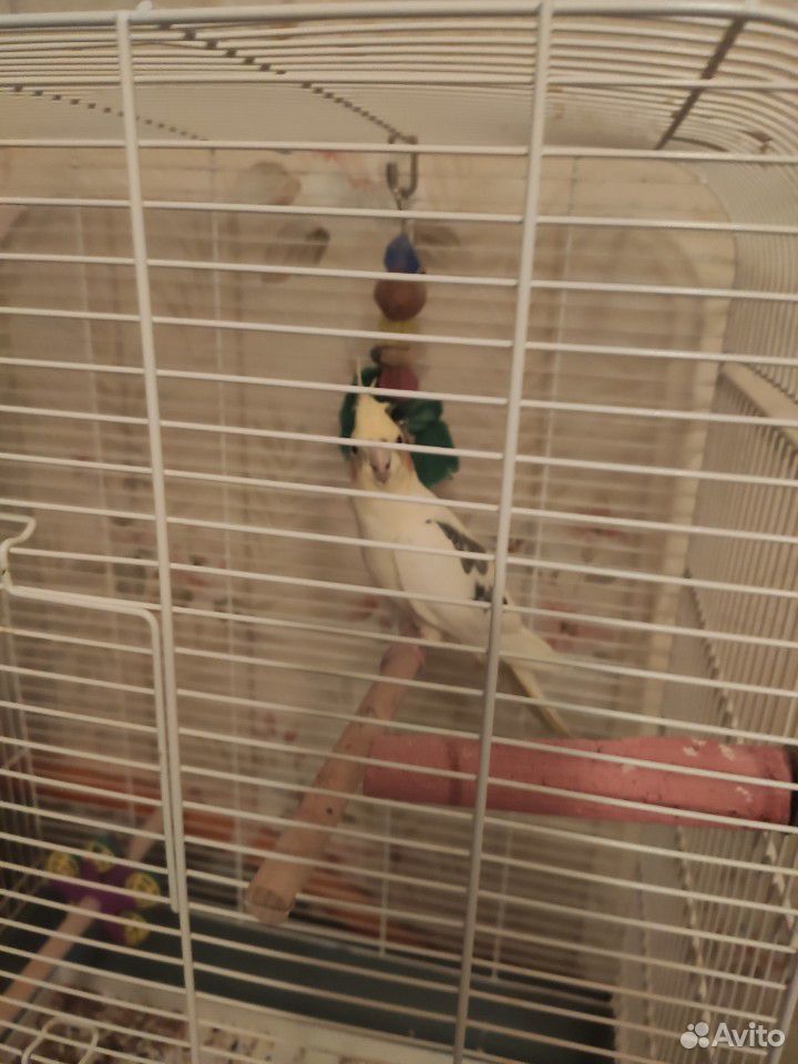 Попугай Карелла