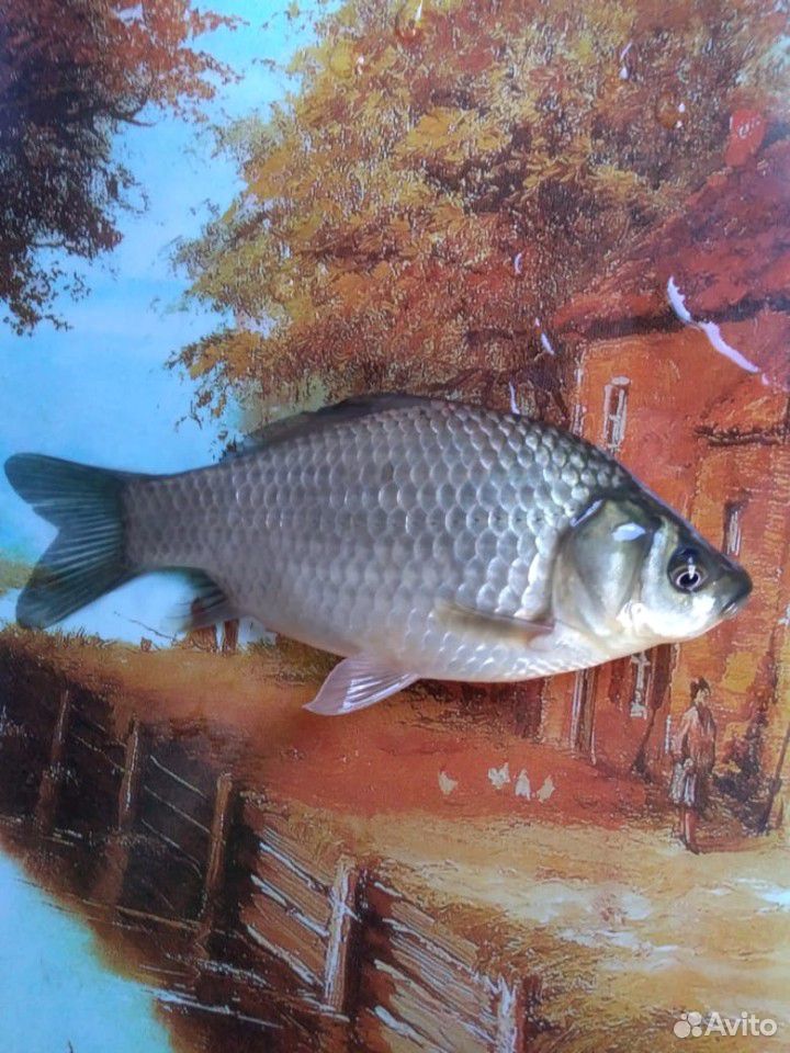 Карась с икрой в пруд