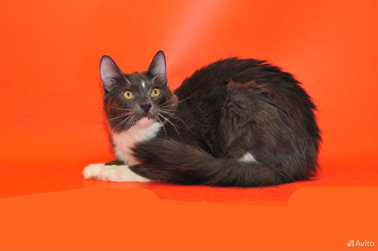 Замечательный кот в добрые руки